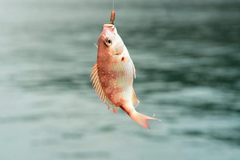 Free Fishing Lure Templates: DIY & Printable PDFs!